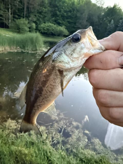 Fishing for Spotted bass → Explore Catches, Top Baits & More!