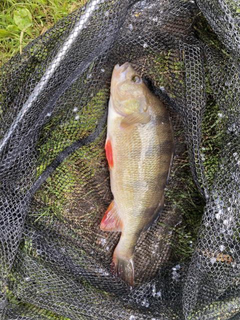 Fishing at Smestow Brook → Explore Fishing Spots & Catches