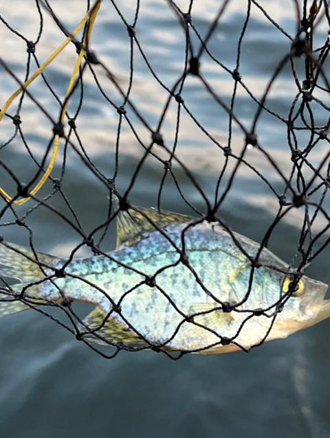 Fishing at Rice Lake, Ontario → Explore Fishing Spots & Catches