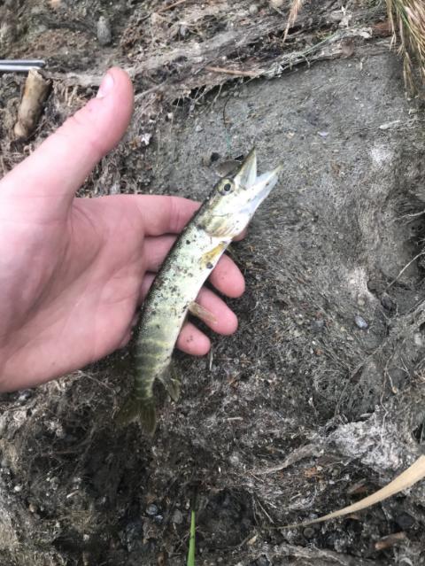 Fishing at Twenty Foot Drain → Explore Fishing Spots & Catches