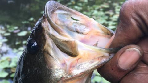 Jordan Kemp (@LessonLearnerFishing)