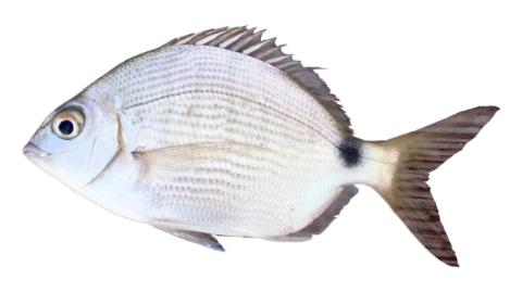 Fishing for South American silver porgy → Explore Catches, Top Baits ...