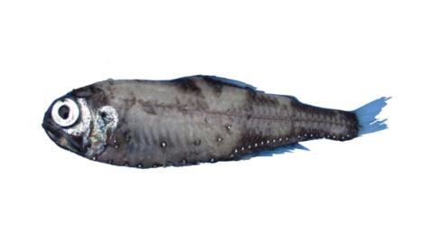 Fishing for Antarctic lanternfish: Fish Species – FishAngler.com