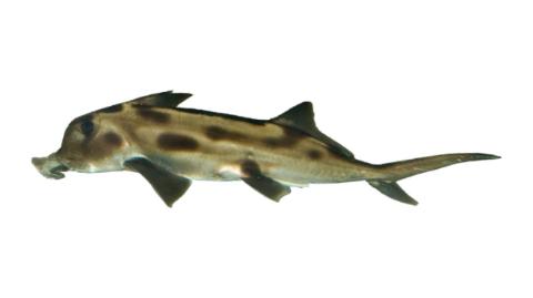 Fishing for Ghost shark → Explore Catches, Top Baits & More!