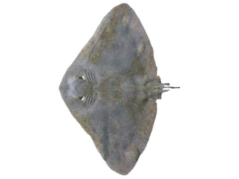 Fishing for California butterfly ray → Explore Catches, Top Baits & More!