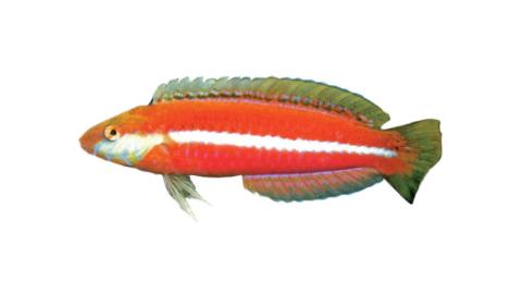 Fishing for Crimson cleaner fish → Explore Catches, Top Baits & More!