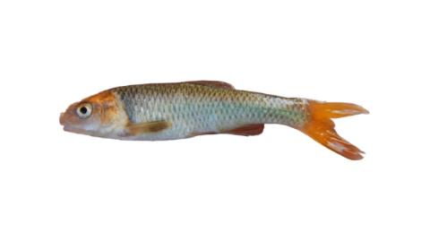 Fishing for Proserpine shiner → Explore Catches, Top Baits & More!