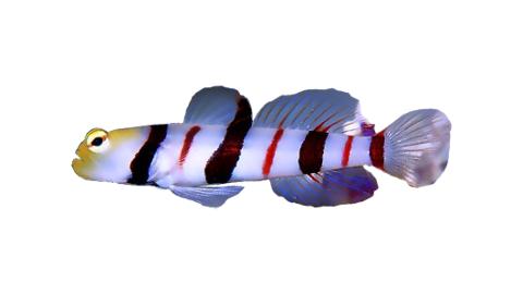Fishing for Dracula shrimp-goby → Explore Catches, Top Baits & More!