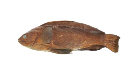 Fishing for Bluefinned butterfish → Explore Catches, Top Baits & More!