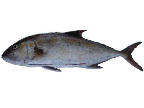 Fishing for Forktail lates → Explore Catches, Top Baits & More!