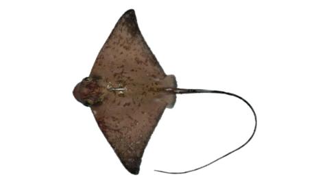 Fishing for Bullnose eagle ray: Fish Species – FishAngler.com