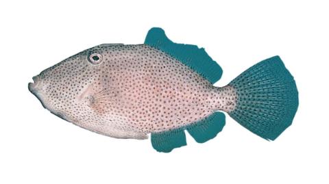 Fishing for Pot-bellied leatherjacket → Explore Catches, Top Baits & More!