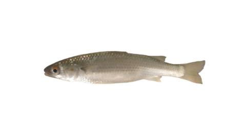 Fishing for Keeled mullet → Explore Catches, Top Baits & More!