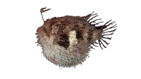Fishing for Tasselled anglerfish → Explore Catches, Top Baits & More!