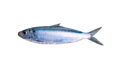 Fishing for Smoothbelly sardinella: Fish Species – FishAngler.com