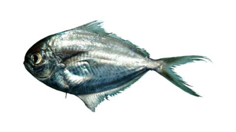 Fishing for Gulf butterfish → Explore Catches, Top Baits & More!