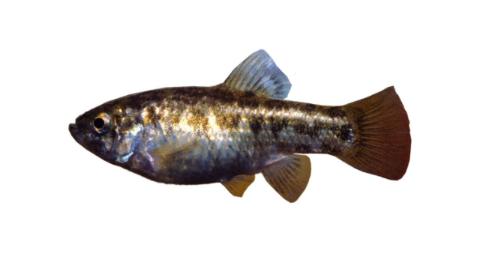 Fishing for Desert pupfish → Explore Catches, Top Baits & More!