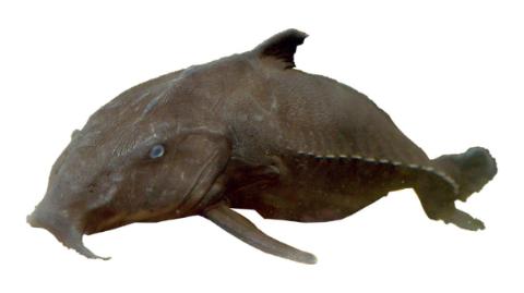 Fishing for Ripsaw catfish: Fish Species – FishAngler.com