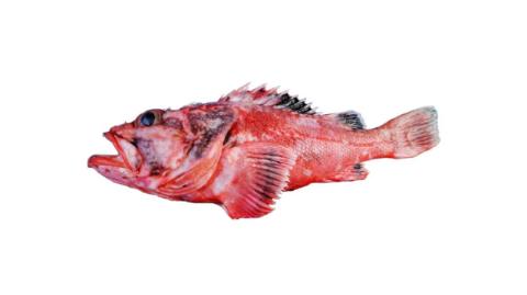 Fishing for Spiny scorpionfish → Explore Catches, Top Baits & More!