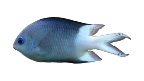 Fishing for Spiny chromis: Fish Species – FishAngler.com