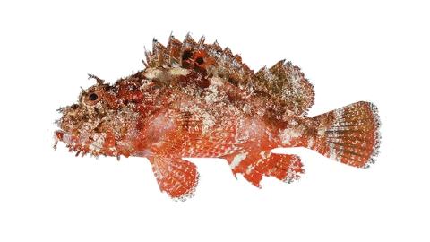 Fishing for Bigmouth scorpionfish → Explore Catches, Top Baits & More!