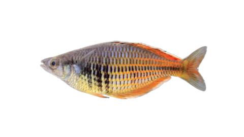 Fishing for Ajamaru lakes rainbowfish → Explore Catches, Top Baits & More!