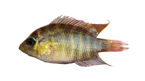 Fishing for Chameleon cichlid → Explore Catches, Top Baits & More!