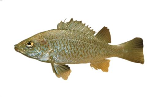 Fishing for Spangled perch → Explore Catches, Top Baits & More!