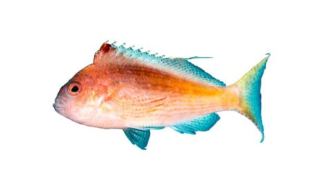 Fishing for Swallowtail hawkfish → Explore Catches, Top Baits & More!