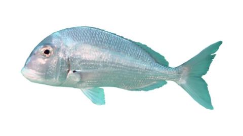 Fishing for Pacific porgy → Explore Catches, Top Baits & More!