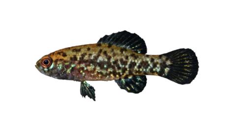Fishing for Carolina pygmy sunfish: Fish Species – FishAngler.com