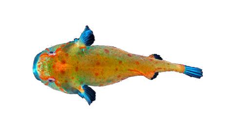 Fishing for Emerald clingfish → Explore Catches, Top Baits & More!