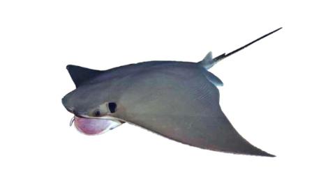 Fishing for Rough cownose ray → Explore Catches, Top Baits & More!