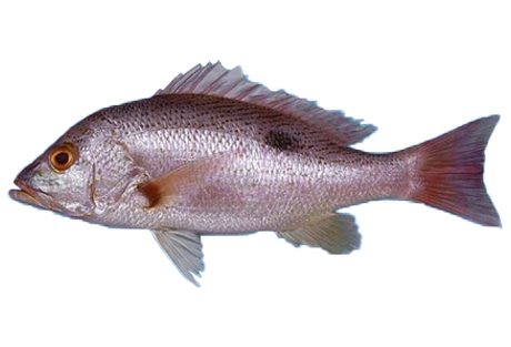 Fishing for Spotted rose snapper → Explore Catches, Top Baits & More!