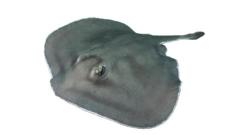 Fishing for Sparsely-spotted stingaree → Explore Catches, Top Baits & More!