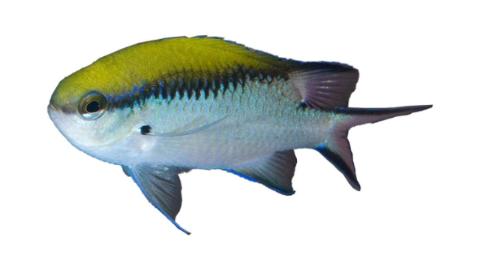 Fishing for Barrier reef chromis → Explore Catches, Top Baits & More!