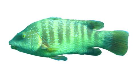 Fishing for Natal wrasse: Fish Species – FishAngler.com