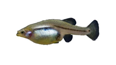 Fishing for Twoline skiffia → Explore Catches, Top Baits & More!