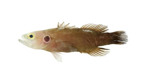 Fishing for Ocellate soapfish → Explore Catches, Top Baits & More!