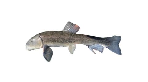 Fishing for Cui-ui → Explore Catches, Top Baits & More!