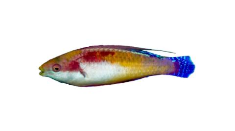 Fishing for Tono's wrasse → Explore Catches, Top Baits & More!