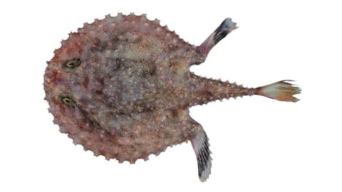 Fishing for Spiny sea bat → Explore Catches, Top Baits & More!