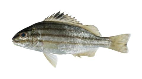 Fishing for Fourlined terapon → Explore Catches, Top Baits & More!