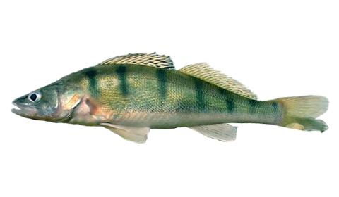 Fishing for Volga pikeperch: Fish Species – FishAngler.com