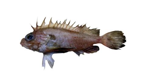 Fishing for Onespot waspfish → Explore Catches, Top Baits & More!