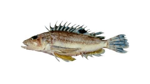 Fishing for Short-armed waspfish → Explore Catches, Top Baits & More!