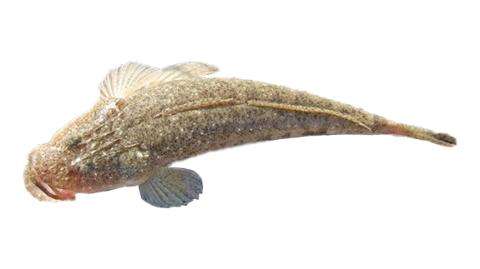 Fishing for Small-eyed flathead → Explore Catches, Top Baits & More!