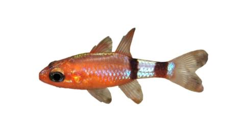 Fishing for Mimic cardinalfish: Fish Species – FishAngler.com