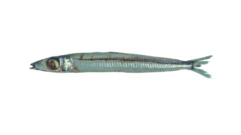 Fishing for Southern herring smelt → Explore Catches, Top Baits & More!
