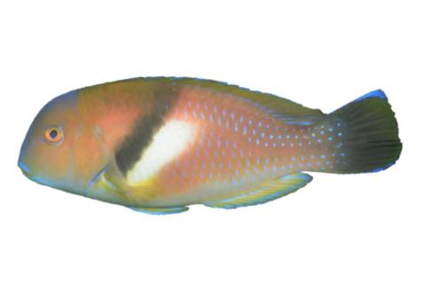 Fishing for Azurio tuskfish → Explore Catches, Top Baits & More!